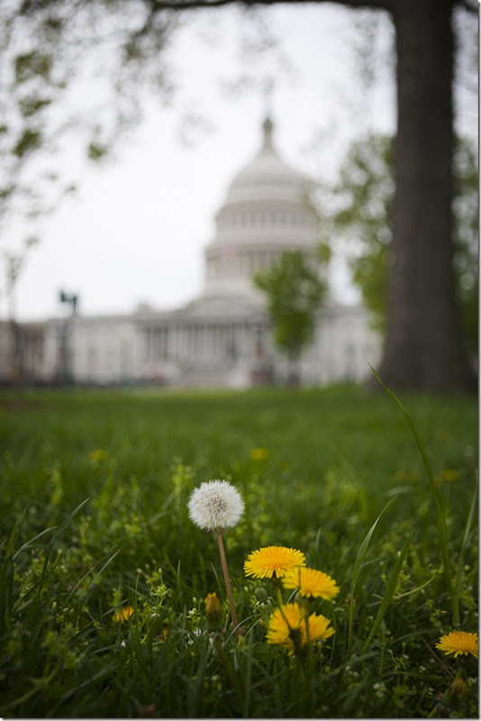 Craig Corl Photography: Spring Flowers at the U.S. Capitol Building